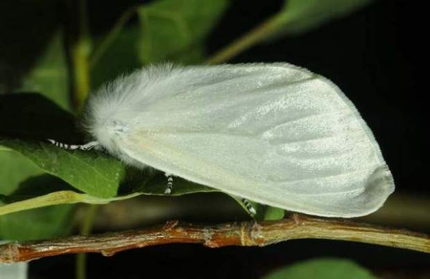 White satin moth infestation concerns NV, UT, CA | TahoeDailyTribune.com