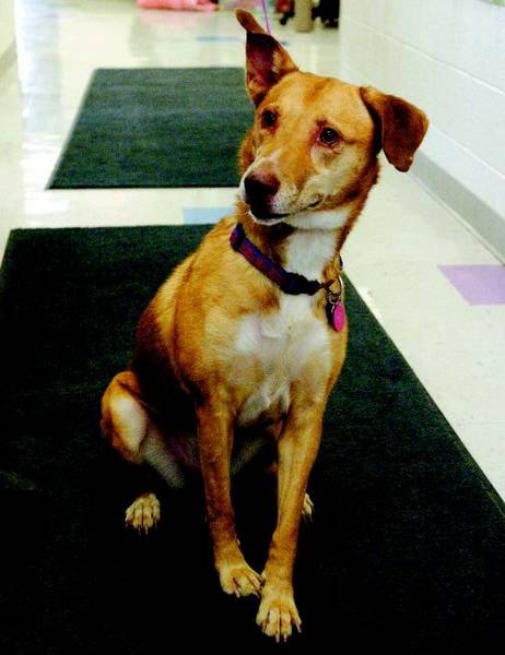 Homecoming for Katrina dog | TahoeDailyTribune.com