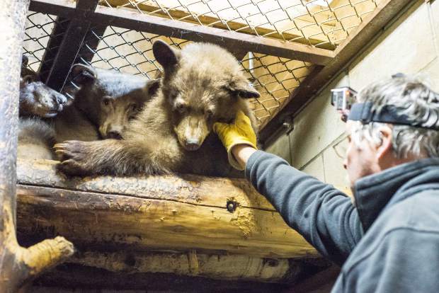 Lebec bear heading home after treatment | TahoeDailyTribune.com