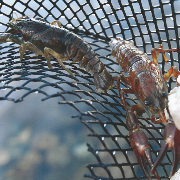 Commercial crayfish harvest could be allowed in California ...