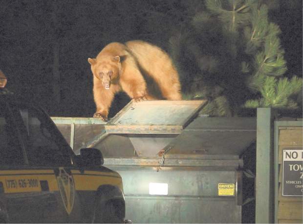 Bear-box awareness: New wildlife waste management programs coming to ...