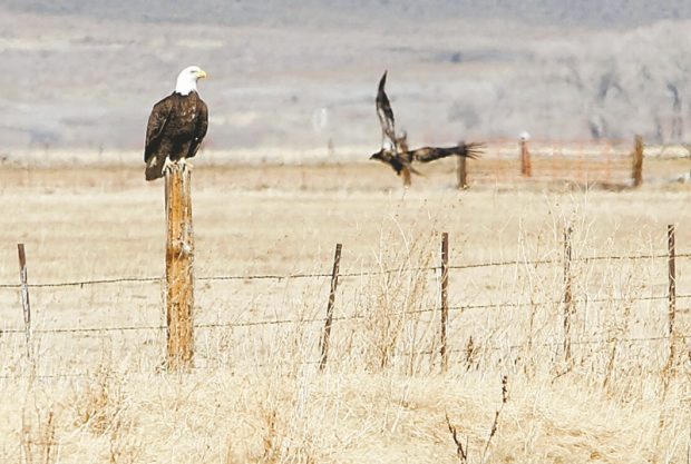 Eagles & Agriculture celebrates 10th year | TahoeDailyTribune.com