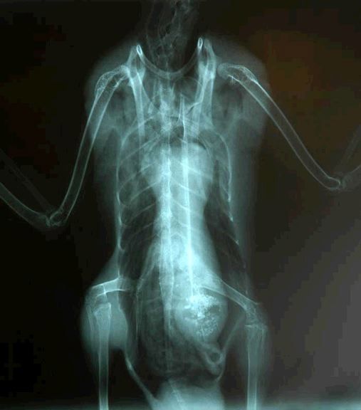 Duck X-ray reveals ‘alien head’ | TahoeDailyTribune.com