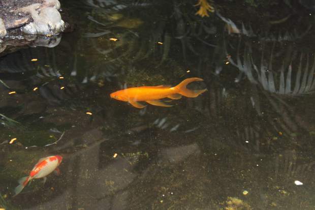 Joey the goldfish finds a home | TahoeDailyTribune.com