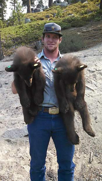 Three bear cubs captured and released in Stateline | TahoeDailyTribune.com