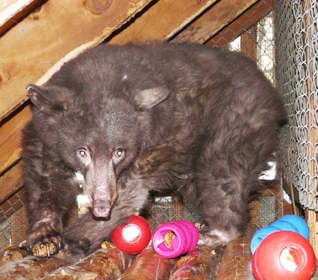 Lake Tahoe Wildlife Care provides update on bears | TahoeDailyTribune.com