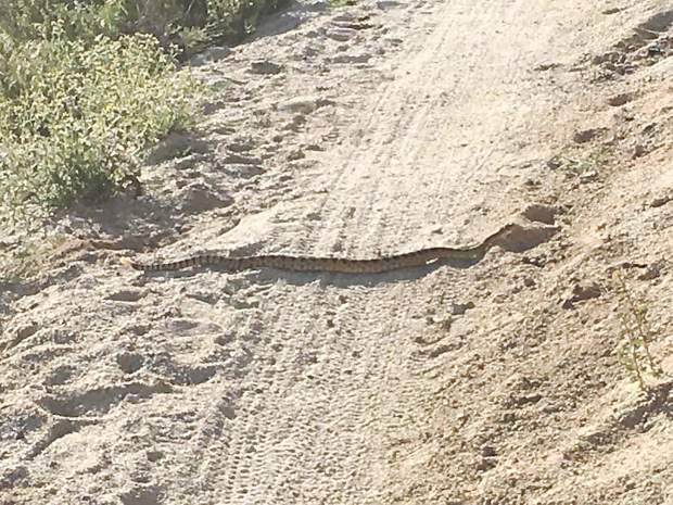 Rattlesnakes beginning to come out near Carson City | TahoeDailyTribune.com