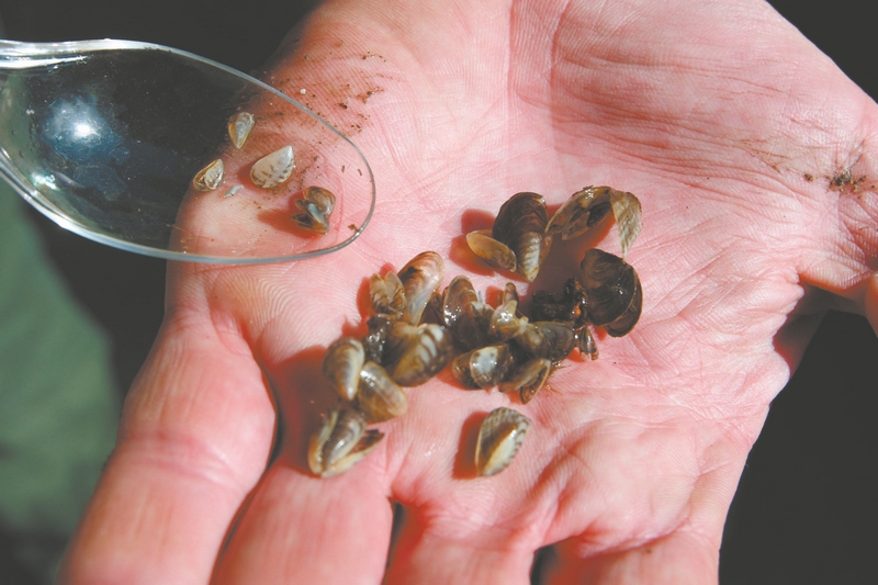 Scientists discover invasive mussel killing bacteria ...