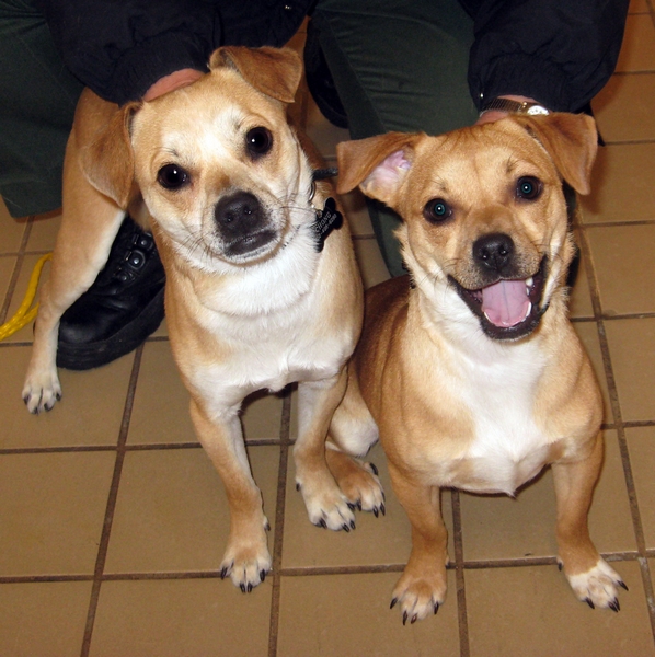 Pet of the Week: Cheech and Chong | TahoeDailyTribune.com