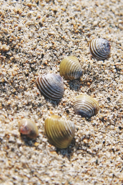 Clamicide: Scientists prepare to eradicate larger areas of Asian clam ...