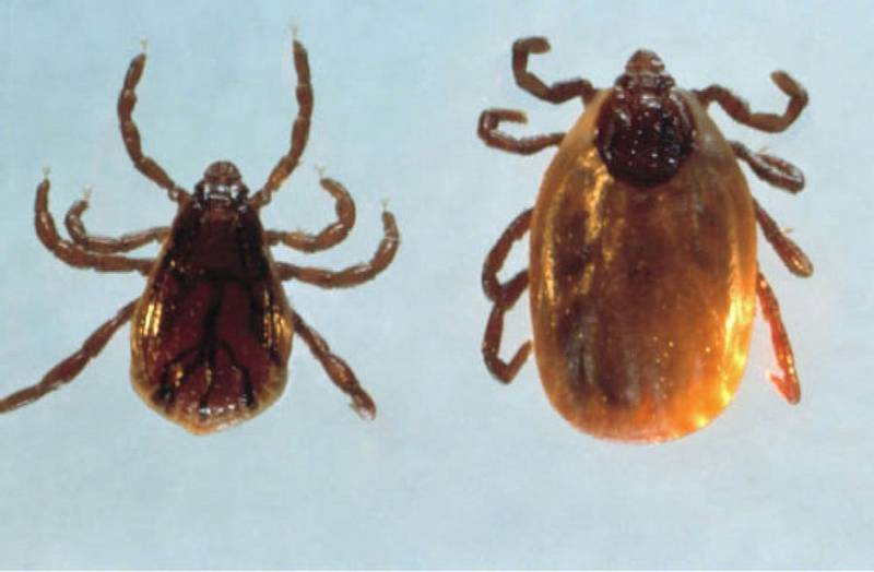 Public health chief issues warning: Beware of ticks this fall ...