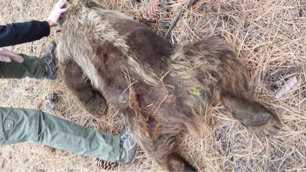 Tentative trial date set for South Lake Tahoe illegal bear shooting ...