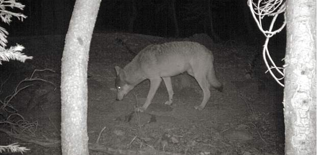 Two gray wolves confirmed present in Lassen County | TahoeDailyTribune.com