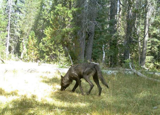 First wolf sighting in Nevada since 1922 | TahoeDailyTribune.com