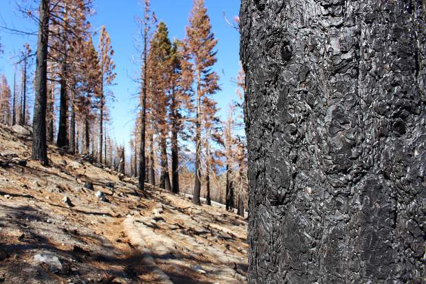 Reforestation begins after Emerald Fire; cause of burn released ...
