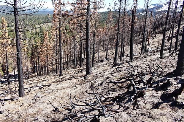 Reforestation begins after Emerald Fire; cause of burn released ...
