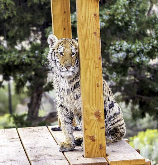 Cheetahs, tigers & bears — in Reno? Paws & Claws Gala on Sunday ...