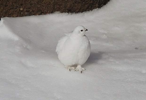Tahoe Institute for Natural Science: Animals that benefit from deep ...