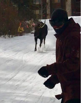Video captures moose chasing skiers at Colorado ski resort ...