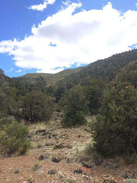 Take a hike: Deep into the desert forest around Dayton ...