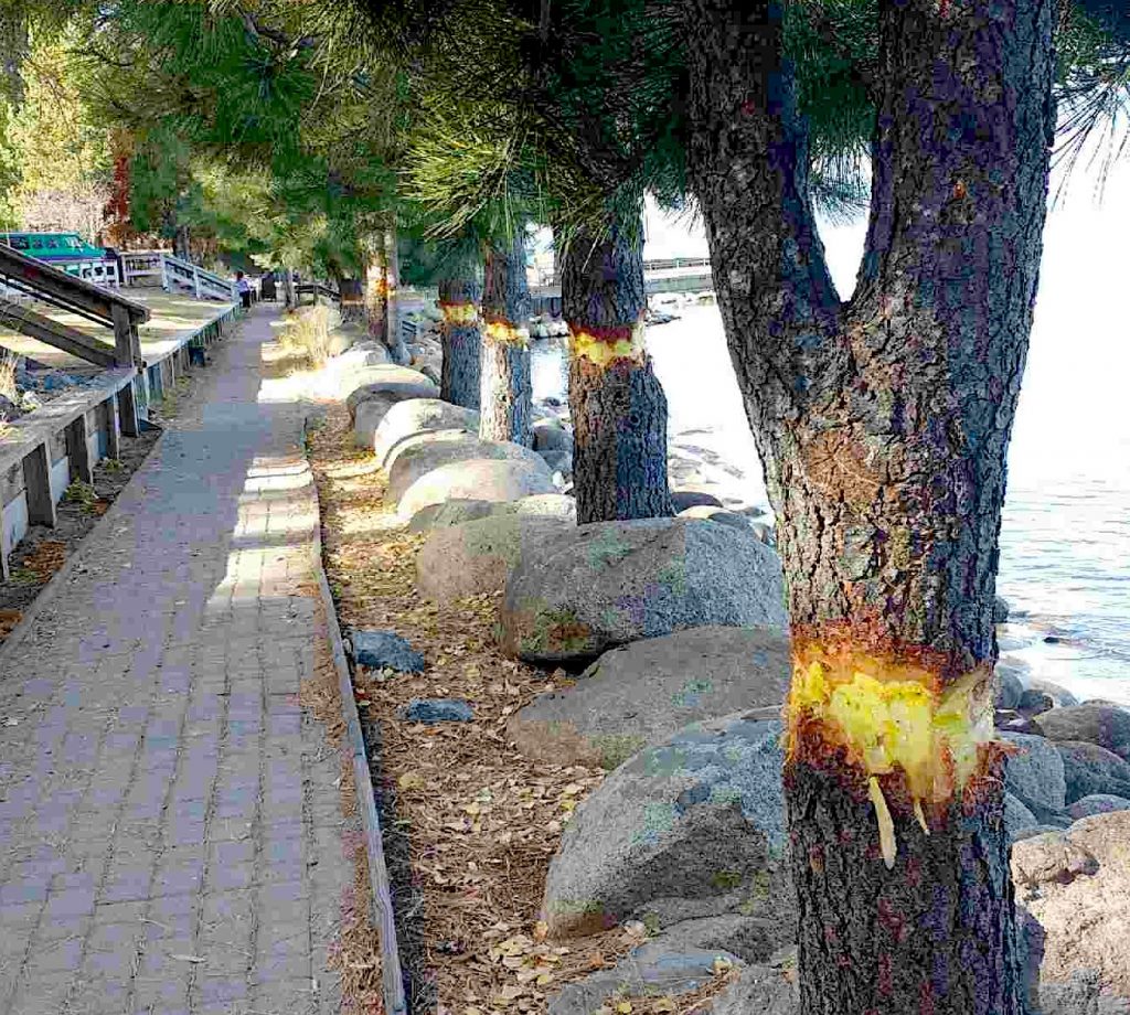 Several trees vandalized near Regan Beach at South Lake Tahoe ...