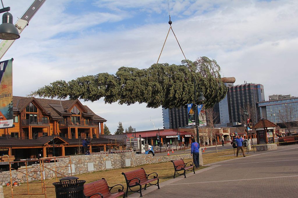 Prepping for the holidays: Massive local tree trucked into Heavenly ...