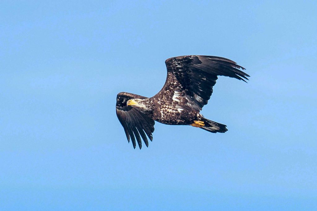 Where eagles dare: Annual count shows strong numbers at Lake Tahoe ...