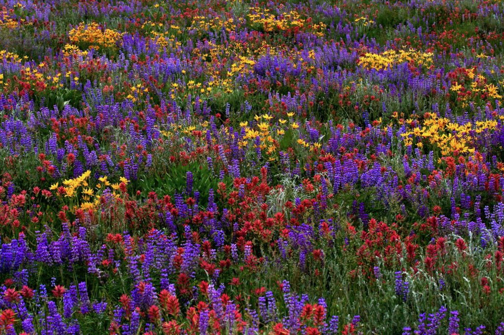 Sierra Wildflowers 101: Blooms booming in high country in July ...