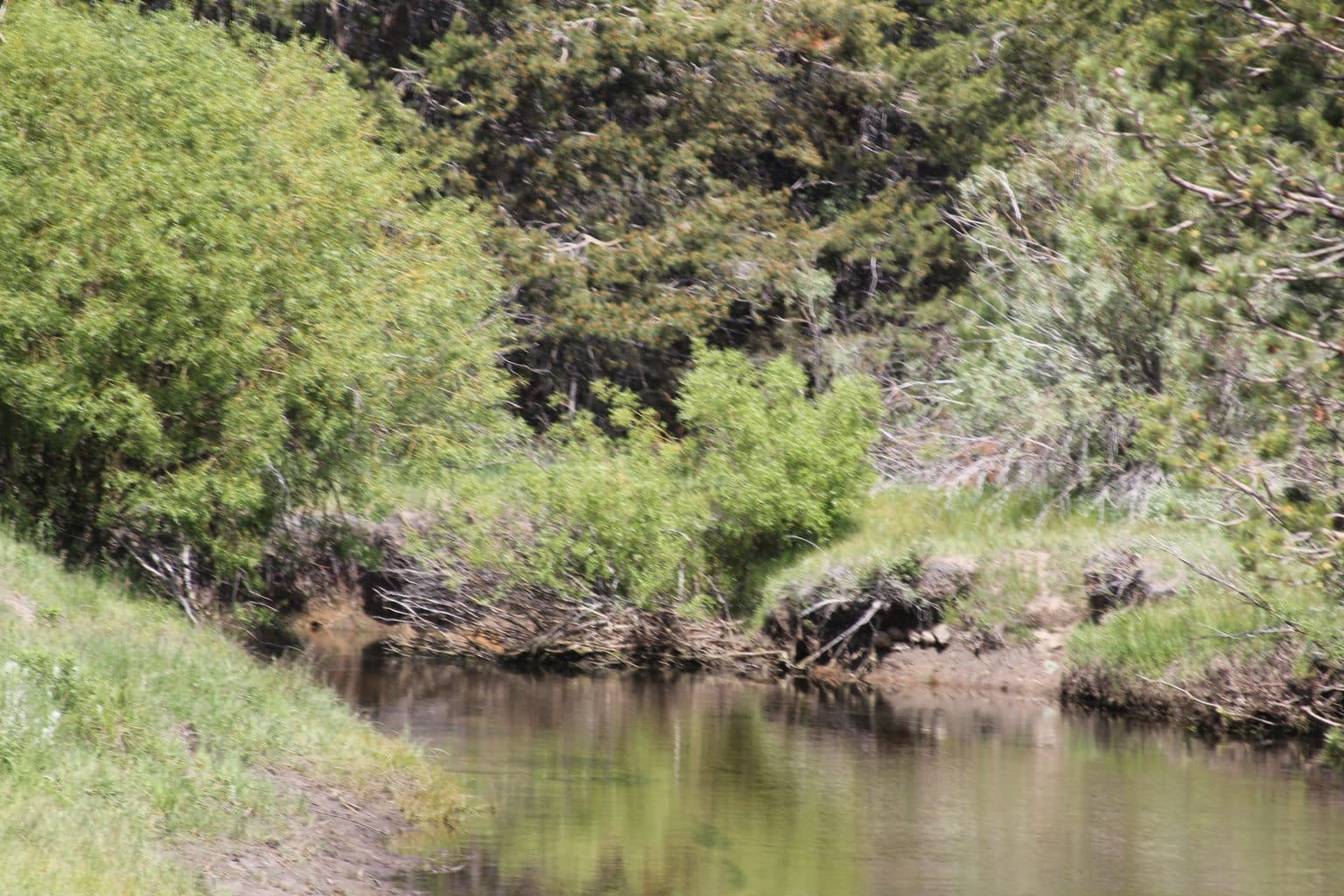 Tahoe Conservancy gaining ground on marsh restoration project ...