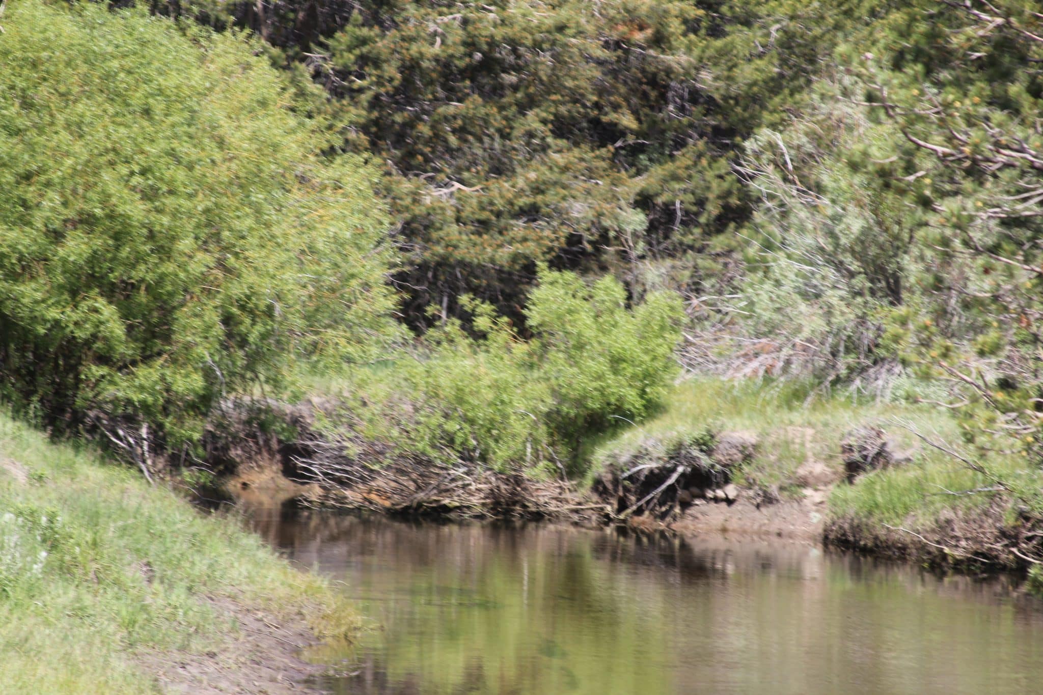 Tahoe Conservancy gaining ground on marsh restoration project ...