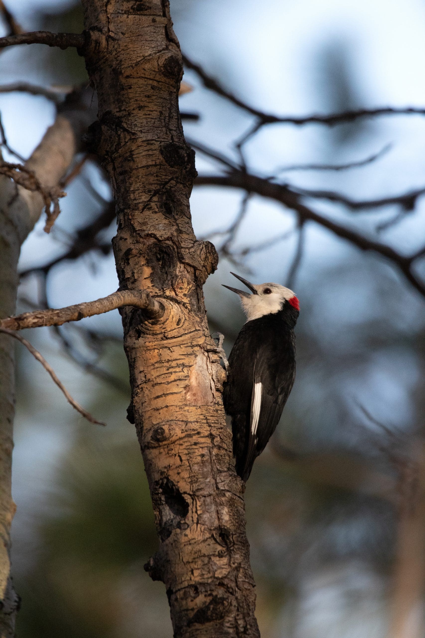 Birding in the Basin: Lake Tahoe is home to several signature species ...