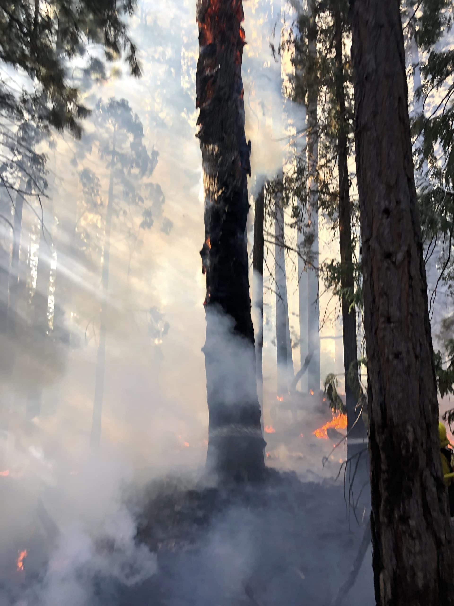 Update: Emerald Fire sparked in state park, cause under review ...
