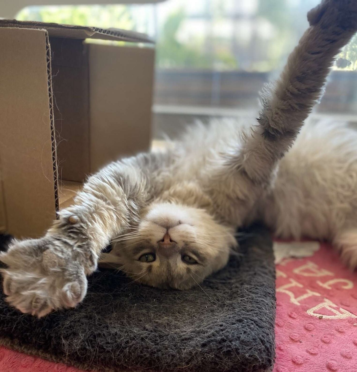 Humane Society Pet of the Week: Hamilton | TahoeDailyTribune.com
