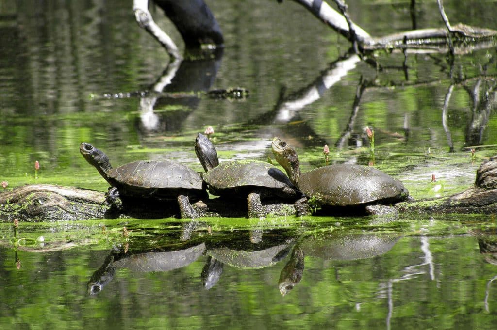 Rocks that swim: Western pond turtles declining, but active in spring ...