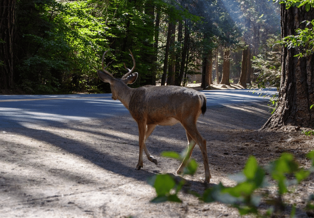 Drivers beware – fall rut is here for deers | TahoeDailyTribune.com