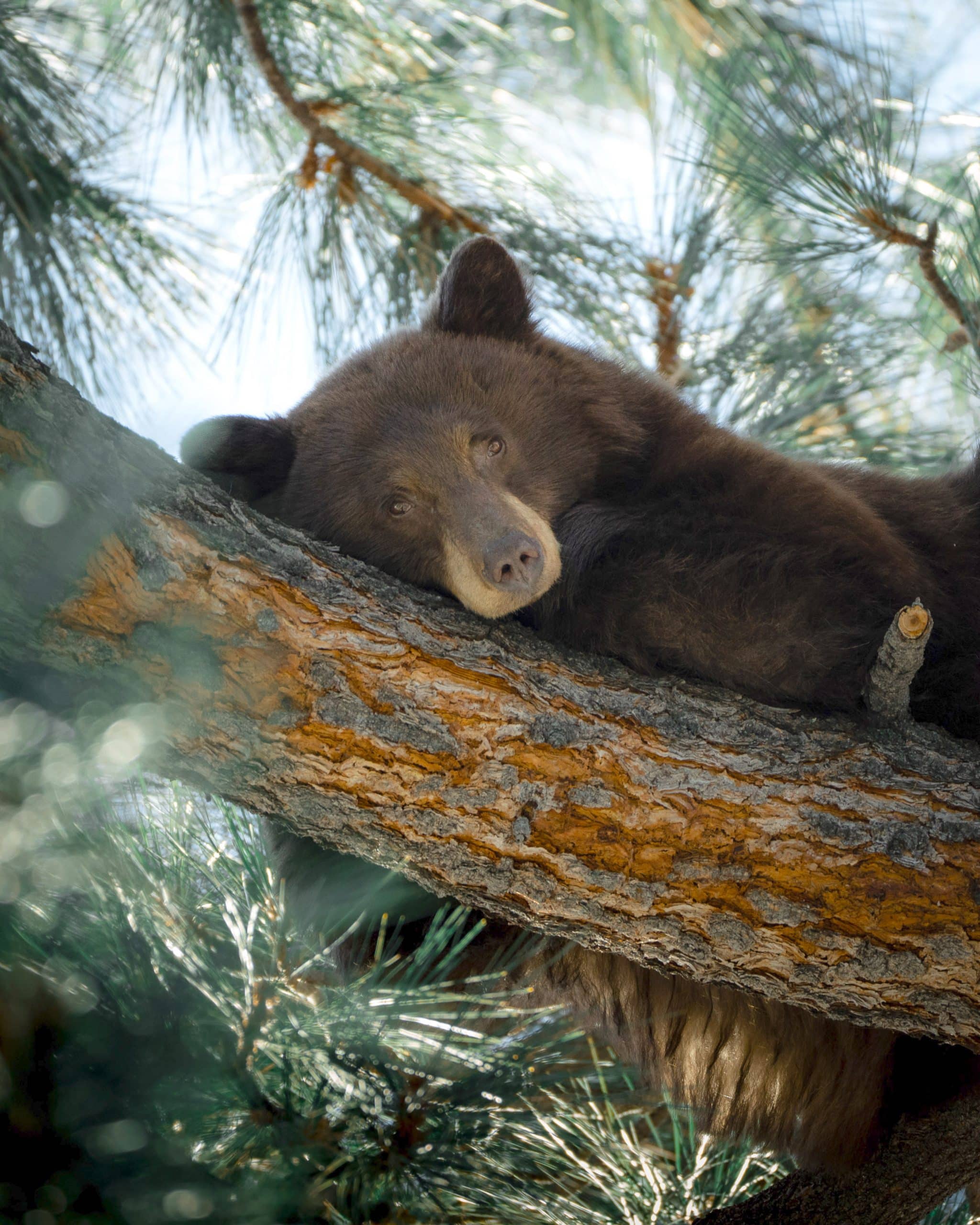 ‘The Backyard Bear’: Tahoe resident spends summer capturing footage for ...