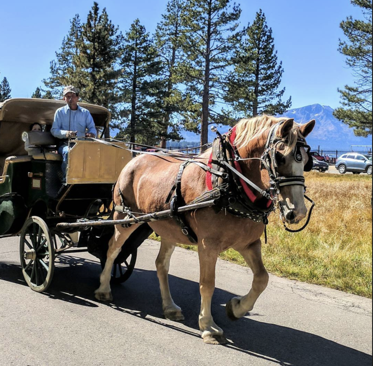 Petition circulates to ban horse-drawn carriages; Owners of carriage ...