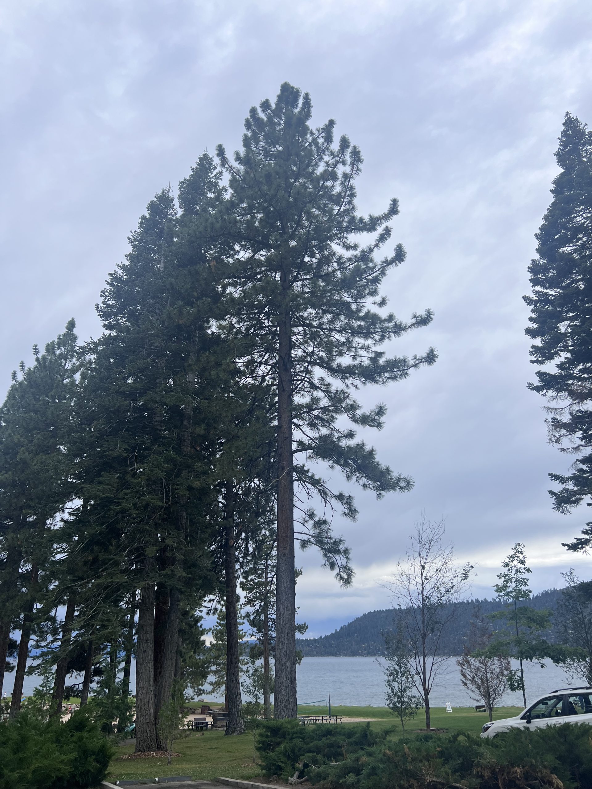 Burnt Cedar trees poisoned, Incline Village staff look for answers ...