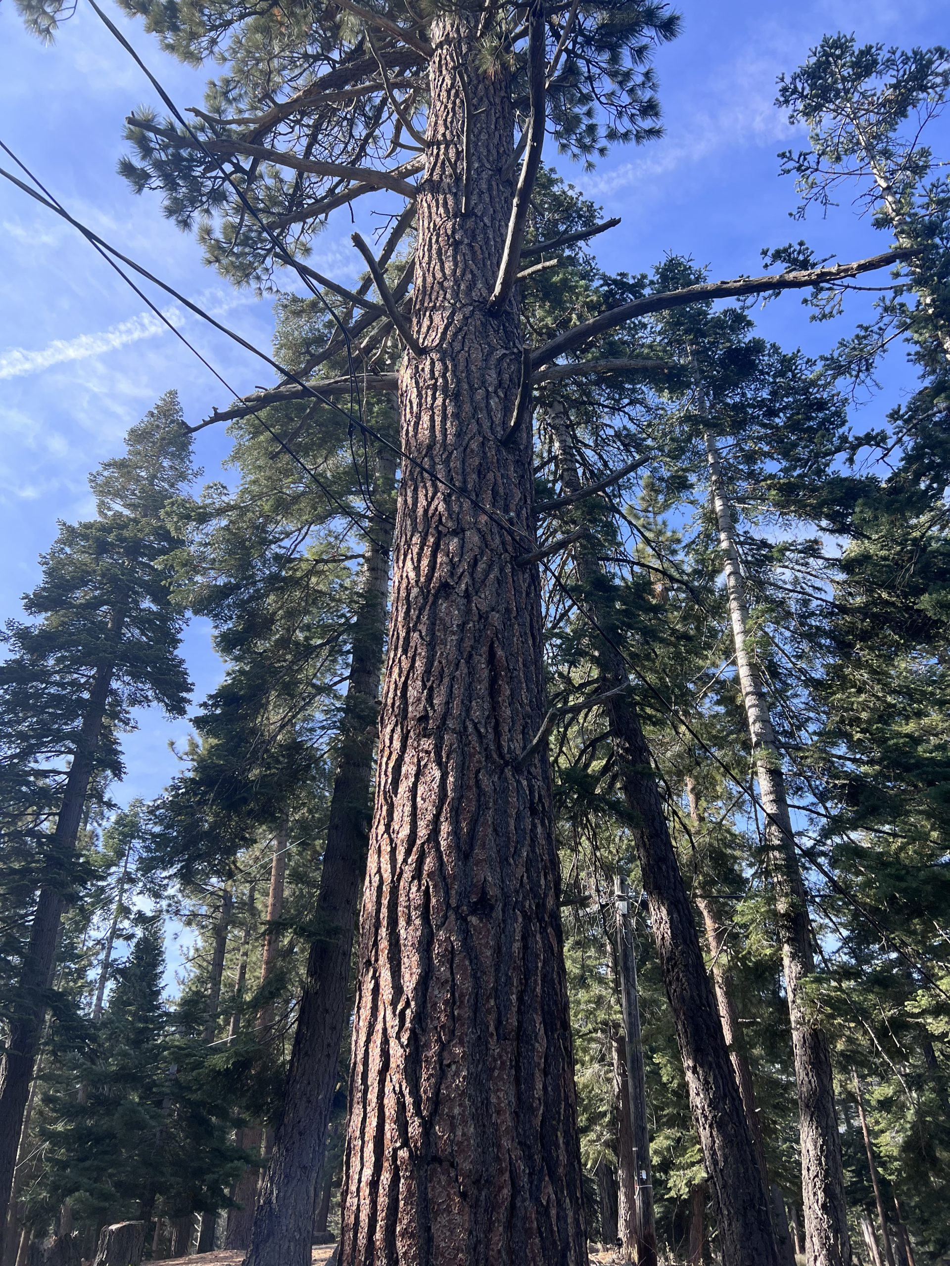 Liberty Utilities working to prevent wildfires through multiple ...