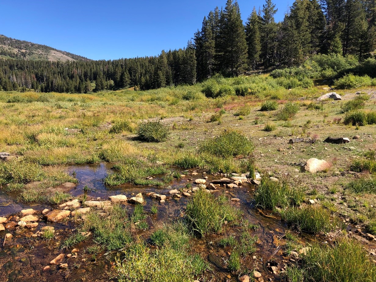 Forest Service wraps up restoration work at Incline Meadow for winter ...