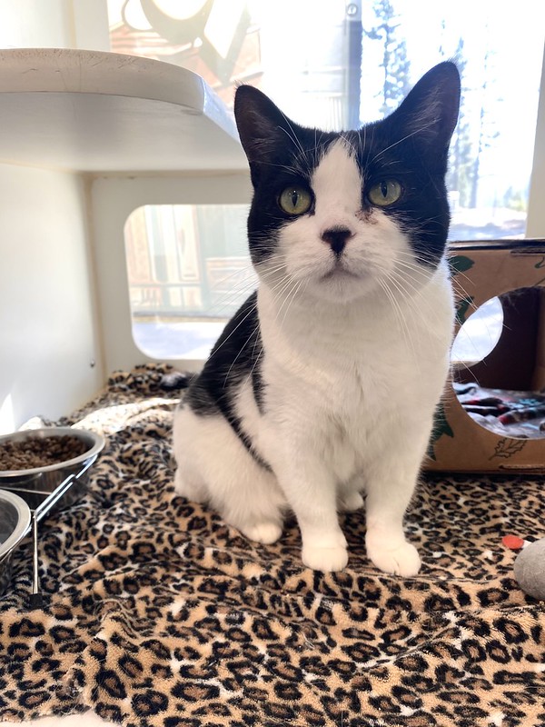 Truckee-Tahoe – Pet of the Week: Granite | TahoeDailyTribune.com