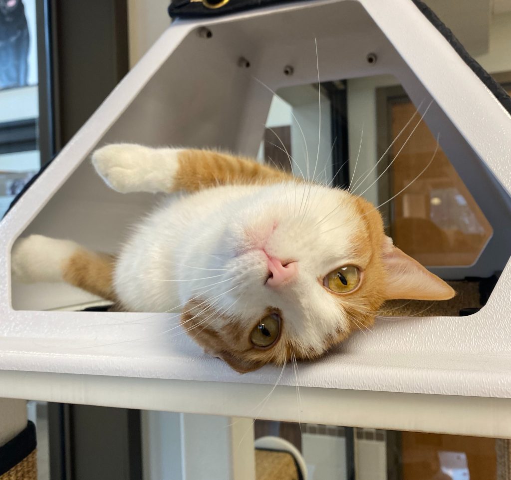 Pet of the Week: Truckee-Tahoe – Pet of the Week: Bigsy ...