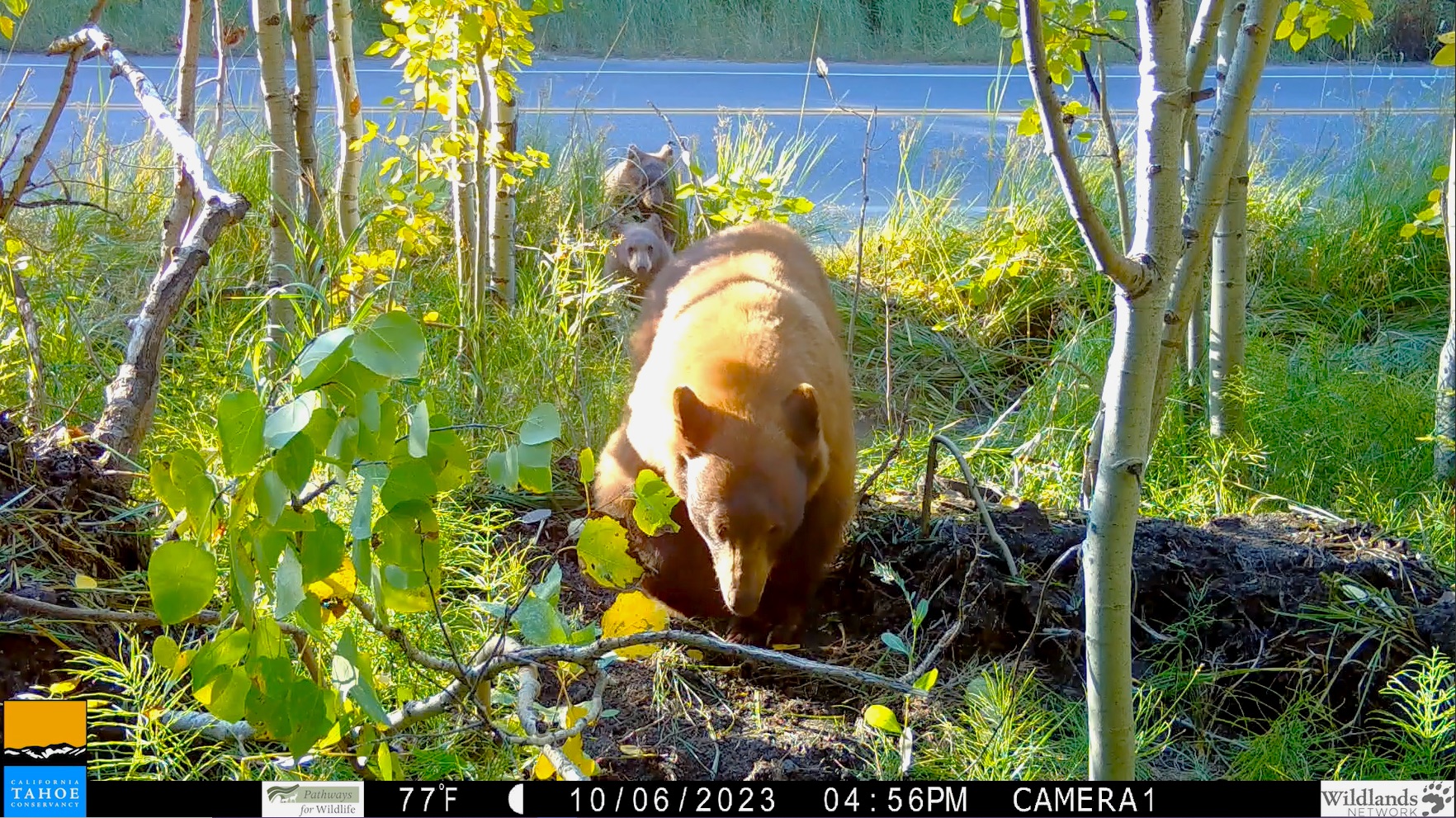 Roadkill surveys could save animal lives | TahoeDailyTribune.com