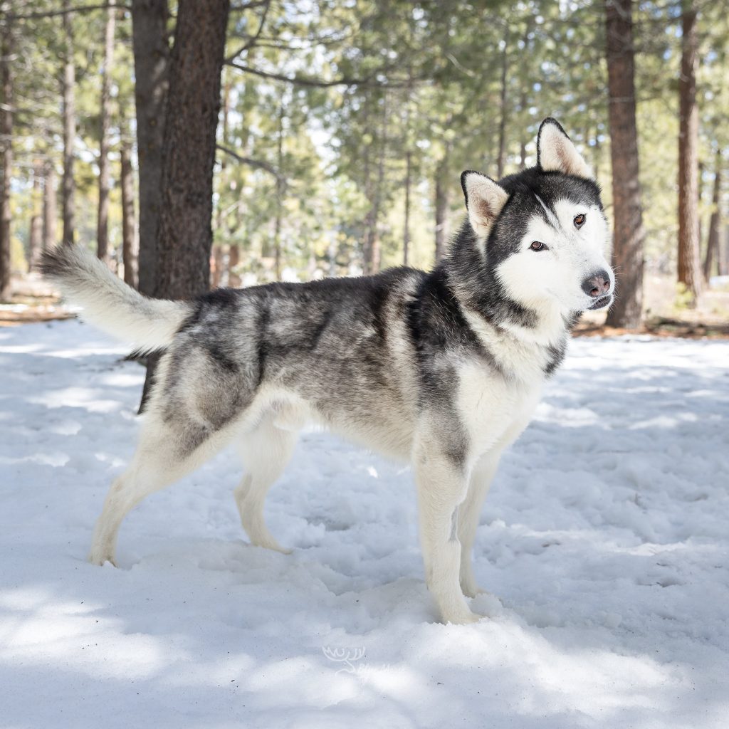 Truckee-Tahoe – Pet of the Week: Notus | TahoeDailyTribune.com
