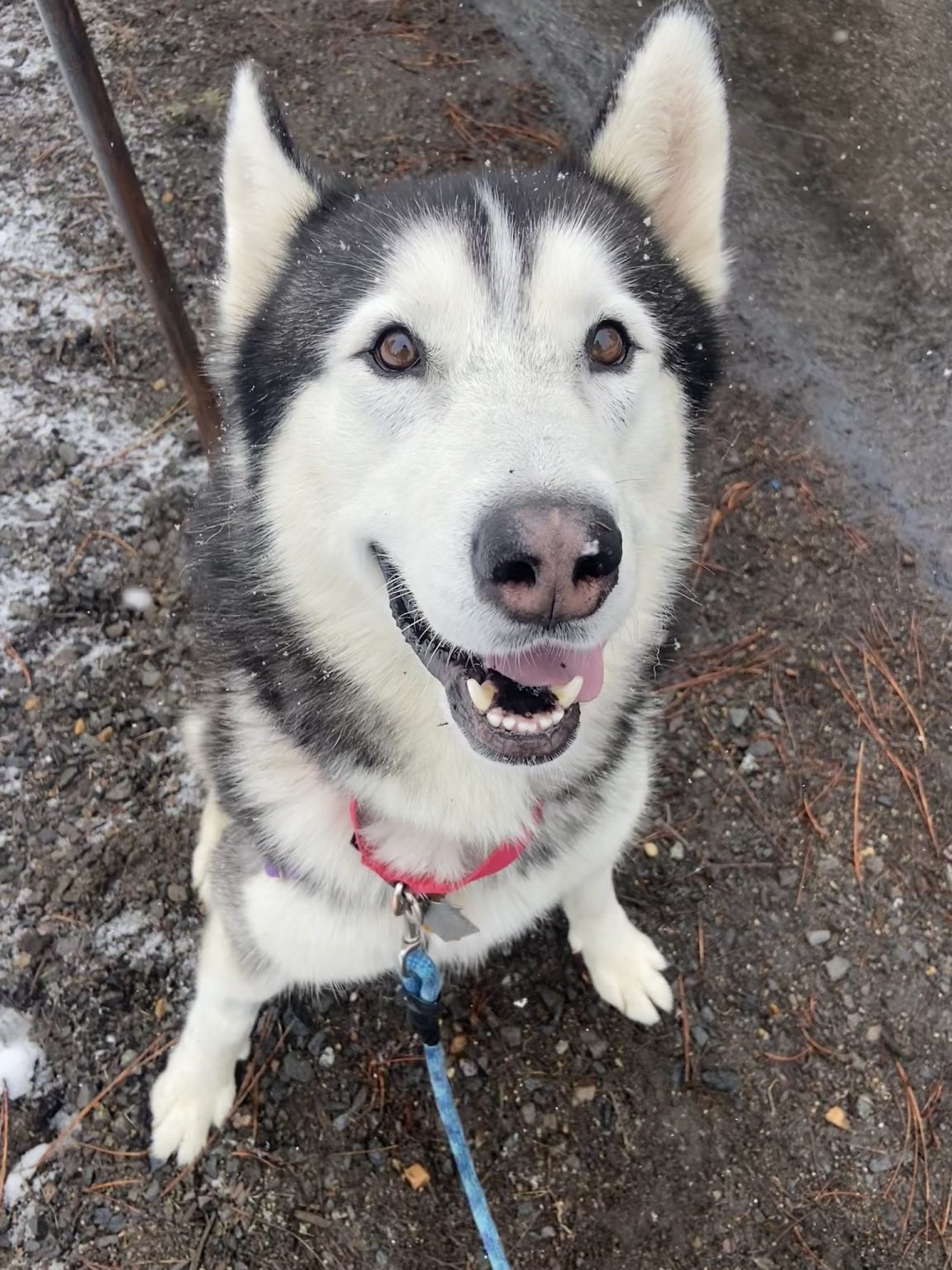 Truckee-Tahoe – Pet of the Week: Notus | TahoeDailyTribune.com