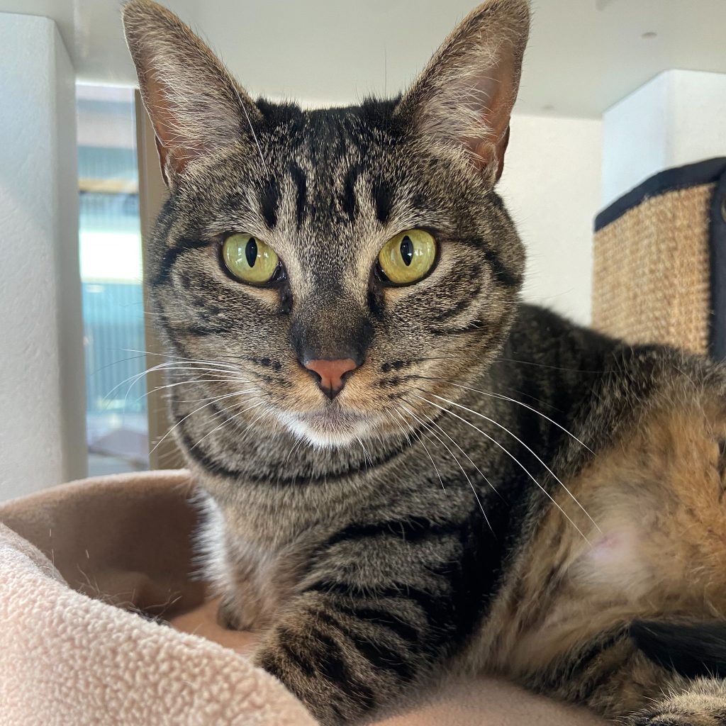Truckee-Tahoe – Pet of the Week: Tigress | TahoeDailyTribune.com