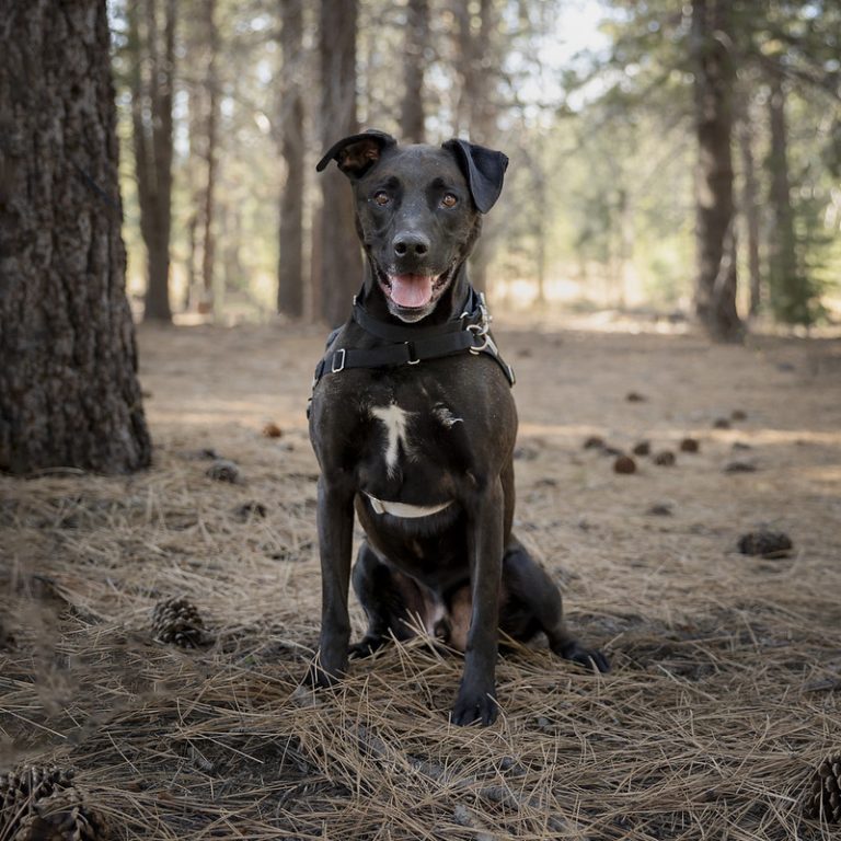 Truckee-Tahoe – Pet of the Week: Obie | TahoeDailyTribune.com