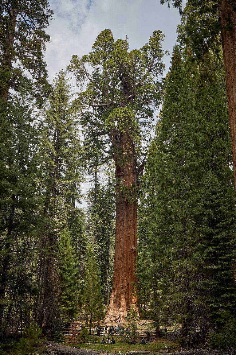 South Tahoe based science group is first to climb the largest tree in ...