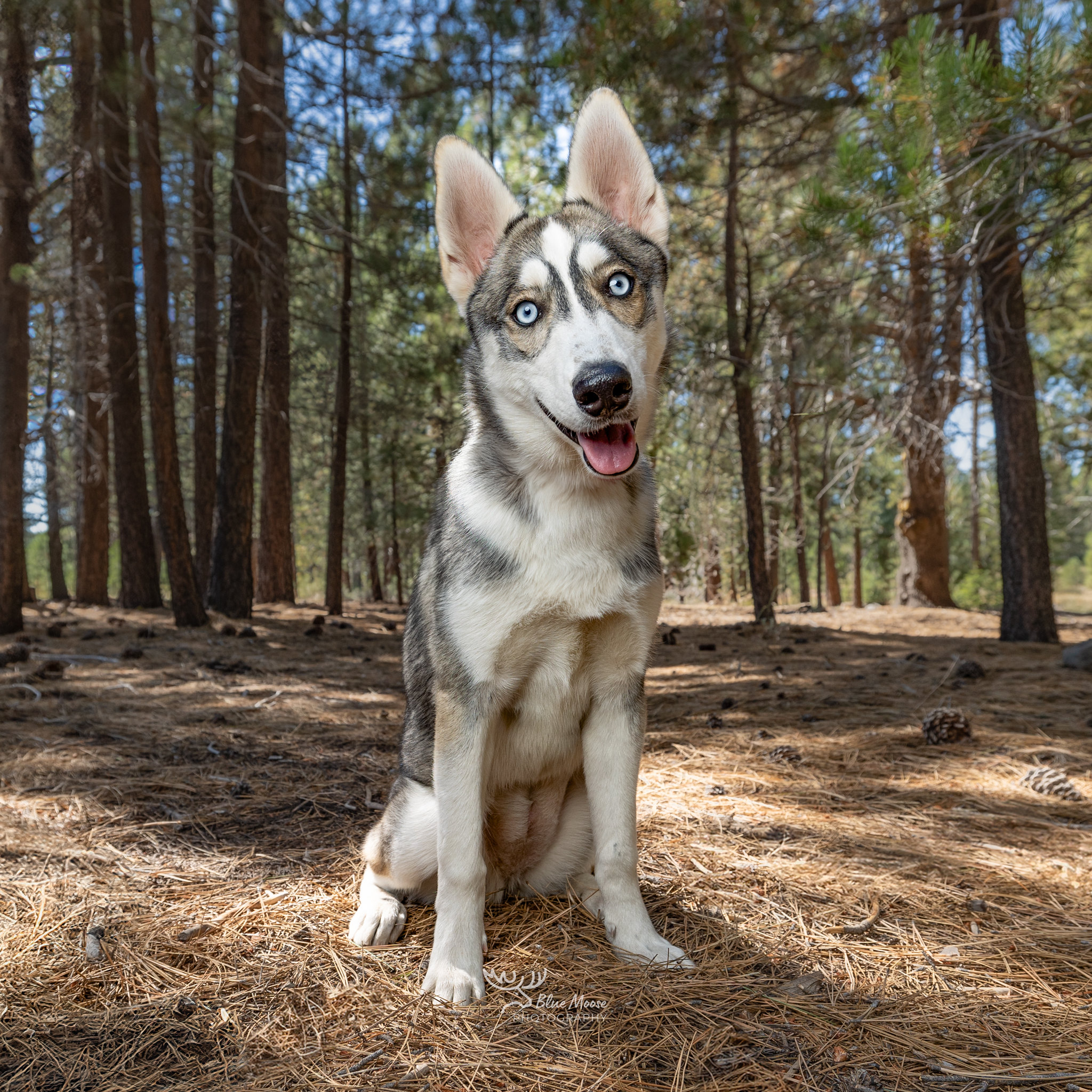 Truckee-Tahoe – Pet of the Week: Jibby | TahoeDailyTribune.com