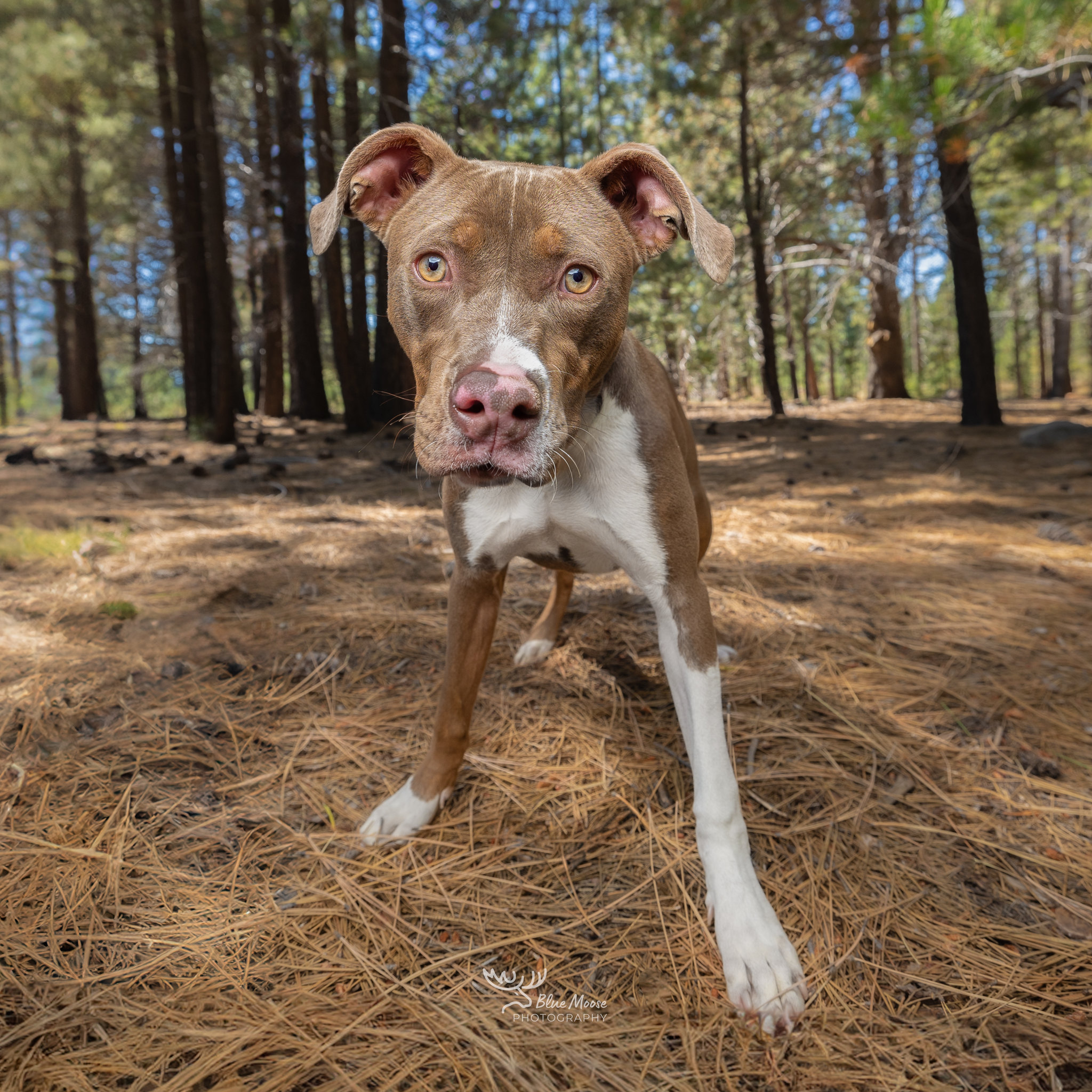 Truckee-Tahoe – Pet of the Week: Romey | TahoeDailyTribune.com